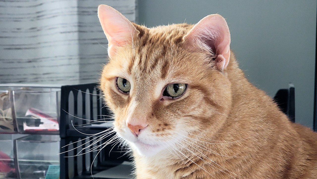 Got Pets? Follow These Tips If You're Selling Your Home - Kentucky Lake ...